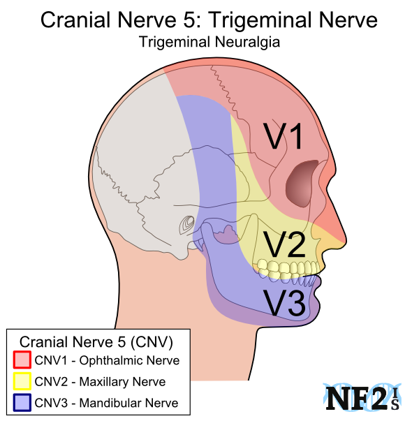 CN5 Trigeminal Nerve CN5 Trigeminal Nerve